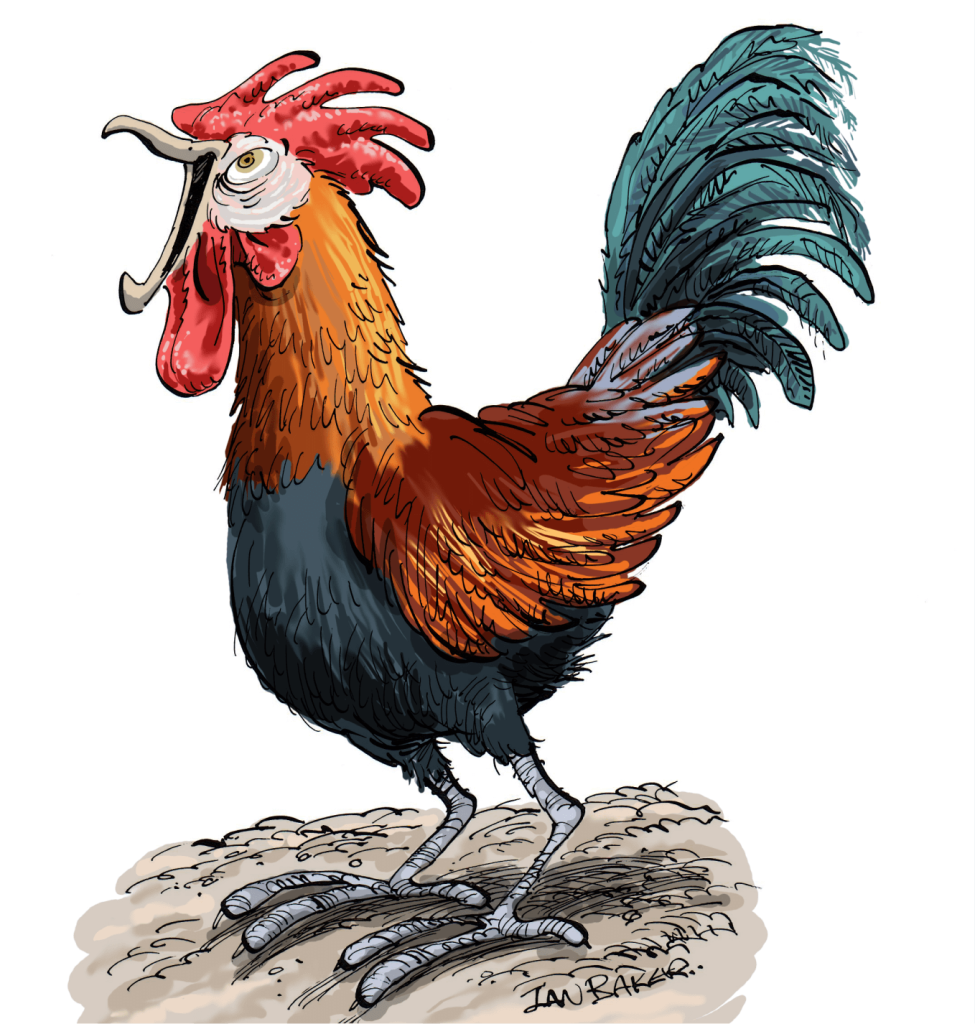 The Good Morning Rooster - Sunil Cartoons